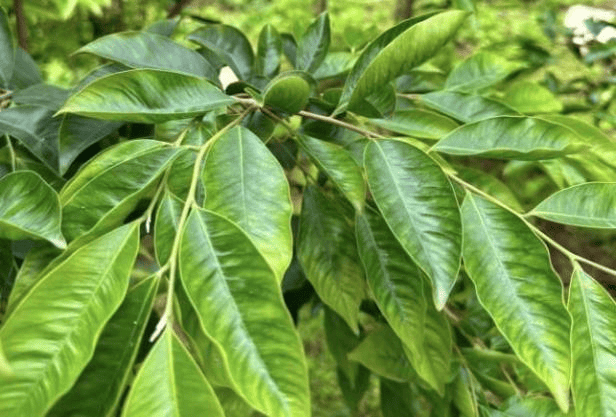 Fitz Mill – The Optimal Solution for Agarwood Leaf Grinding in Tea Bag ...